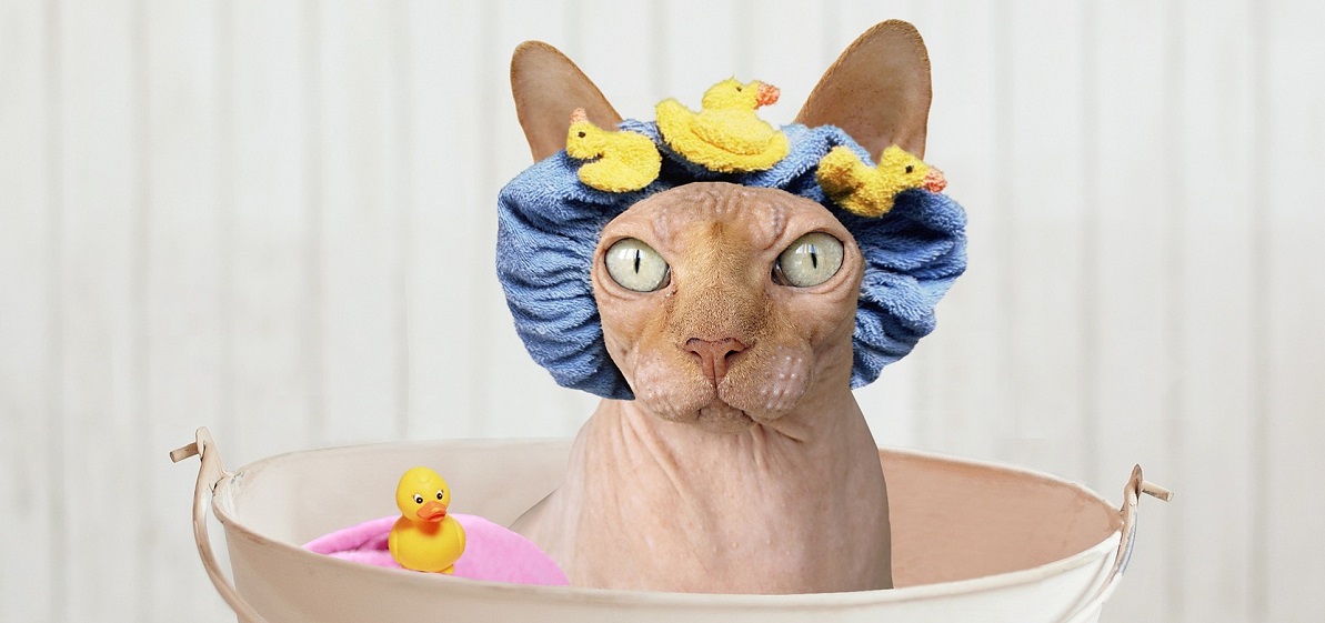 How to Bathe a Sphynx Cat (Video) | Buff Babies Sphynx